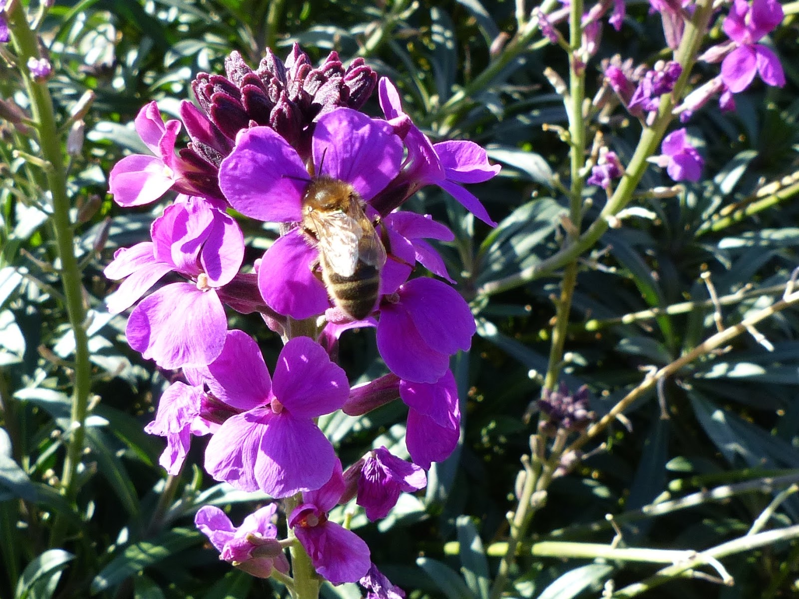 Spring bees, Summer swarms and flowers.