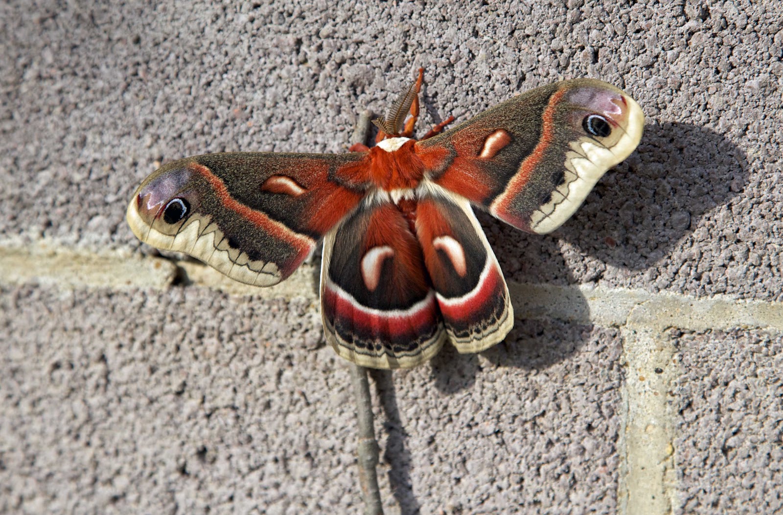 Binkelian Trek Trax: NP#36 - Teddy Roosevelt