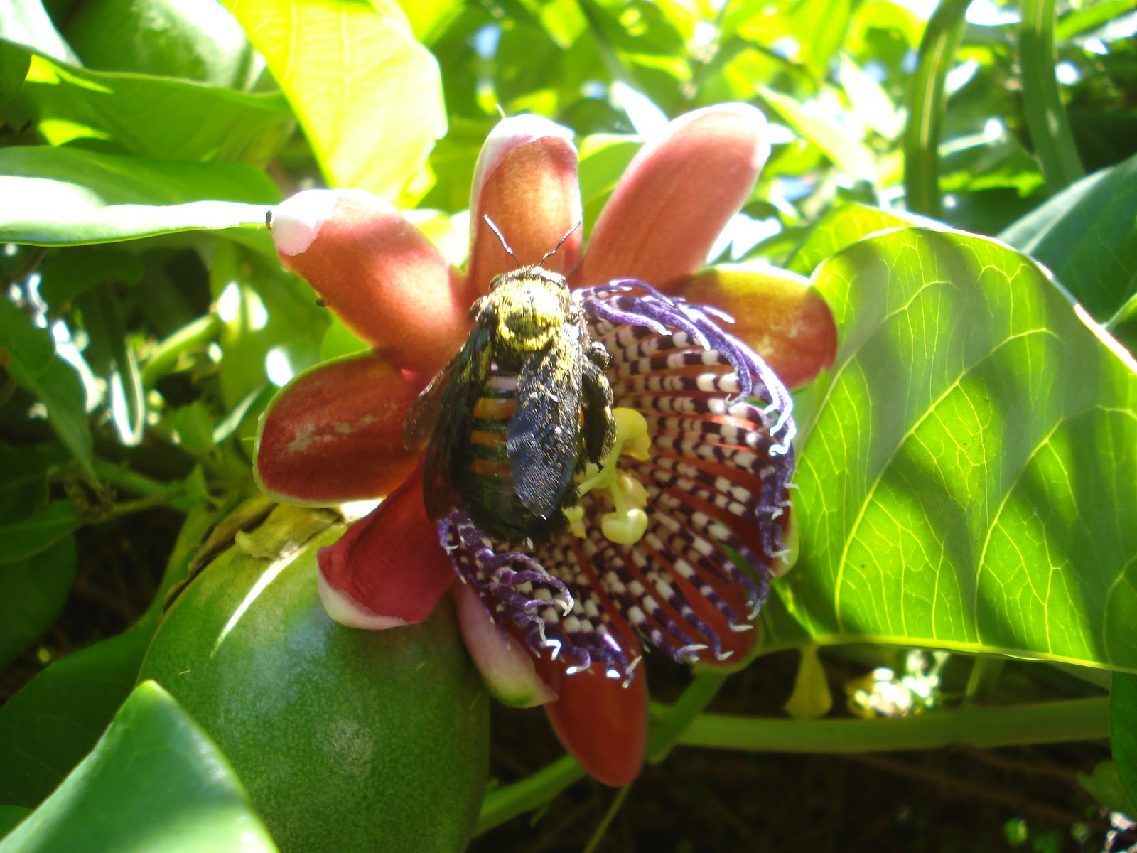 Canguçu em cores II: Mangangava Douradinha - Maracujazeiro em Flor ...