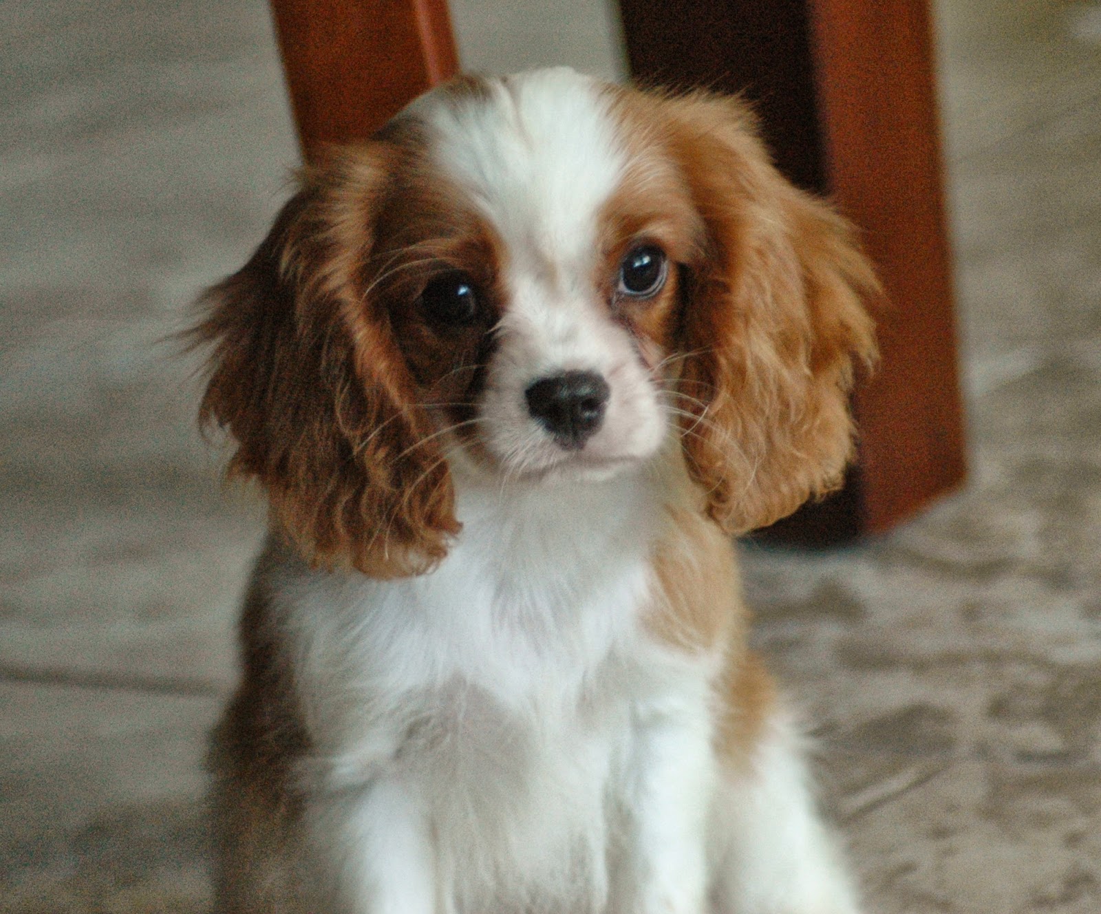 Cavaliers in Houston - Texas Cavalier Puppies: 24k Gold Madaan Cavalier ...