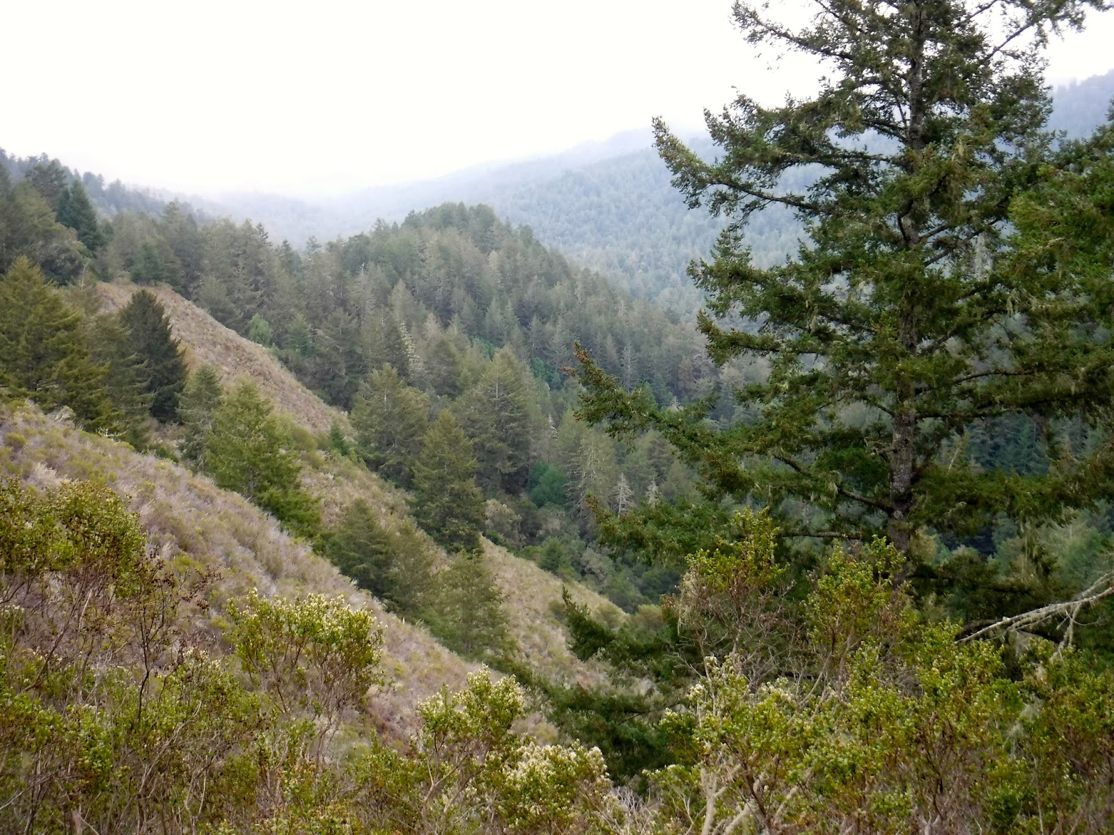 Santa Cruz Mountains Trails: San Mateo County Memorial County Park Loop ...