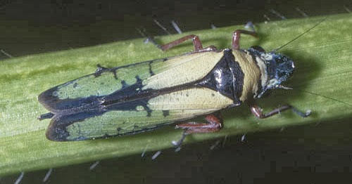 Variety of Life: Proconiini