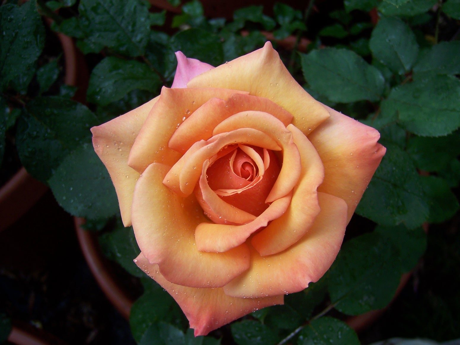 The 2 Minute Gardener: Photo - Floribunda Rose 'Tuscan Sun'