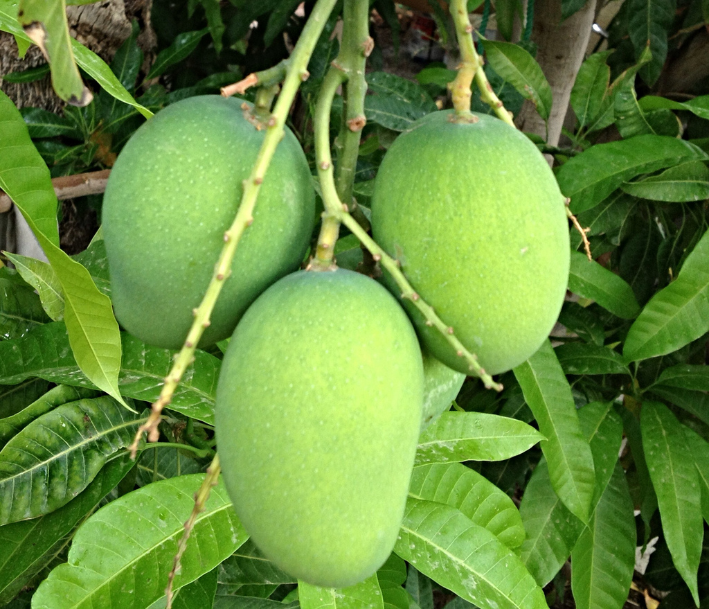 My Favorite Tropical Fruits - Madayaw Davao