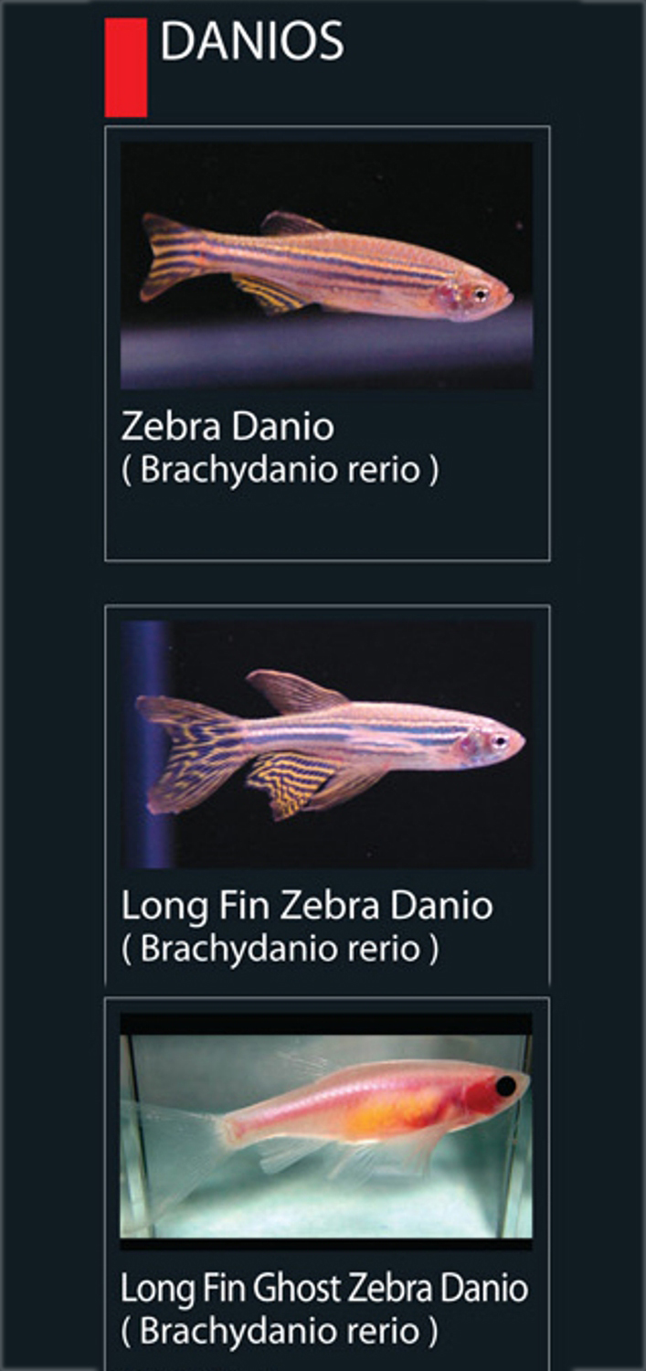 26 Jenis Ikan Hias Zebra Danio Populer - Ikan Koi