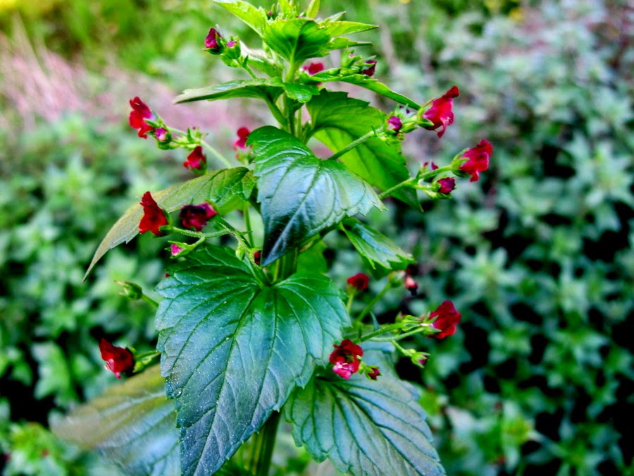 FLORA NEL SALENTO e.. anche altrove: Scrophularia umbrosa Dumort ...