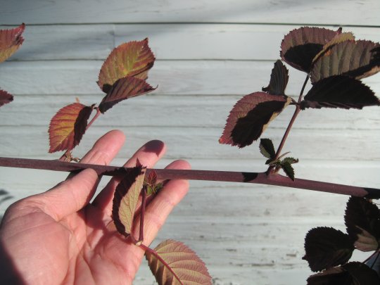 Hickery Holler Farm: Blackberries Rooting