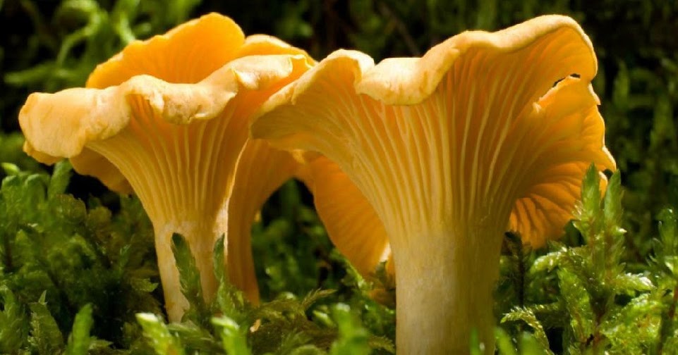 Rossinyol o Rebozuelo (Cantharellus cibarius) - Coronando Picos