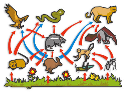 Etica y Transformacion Del Entorno: GUIA SENA REDES TROFICAS Y CADENAS ...