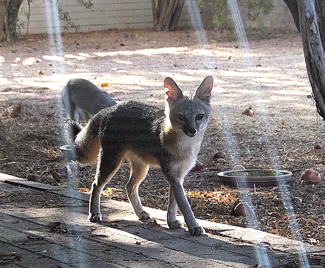 grey foxes * Tempe, AZ