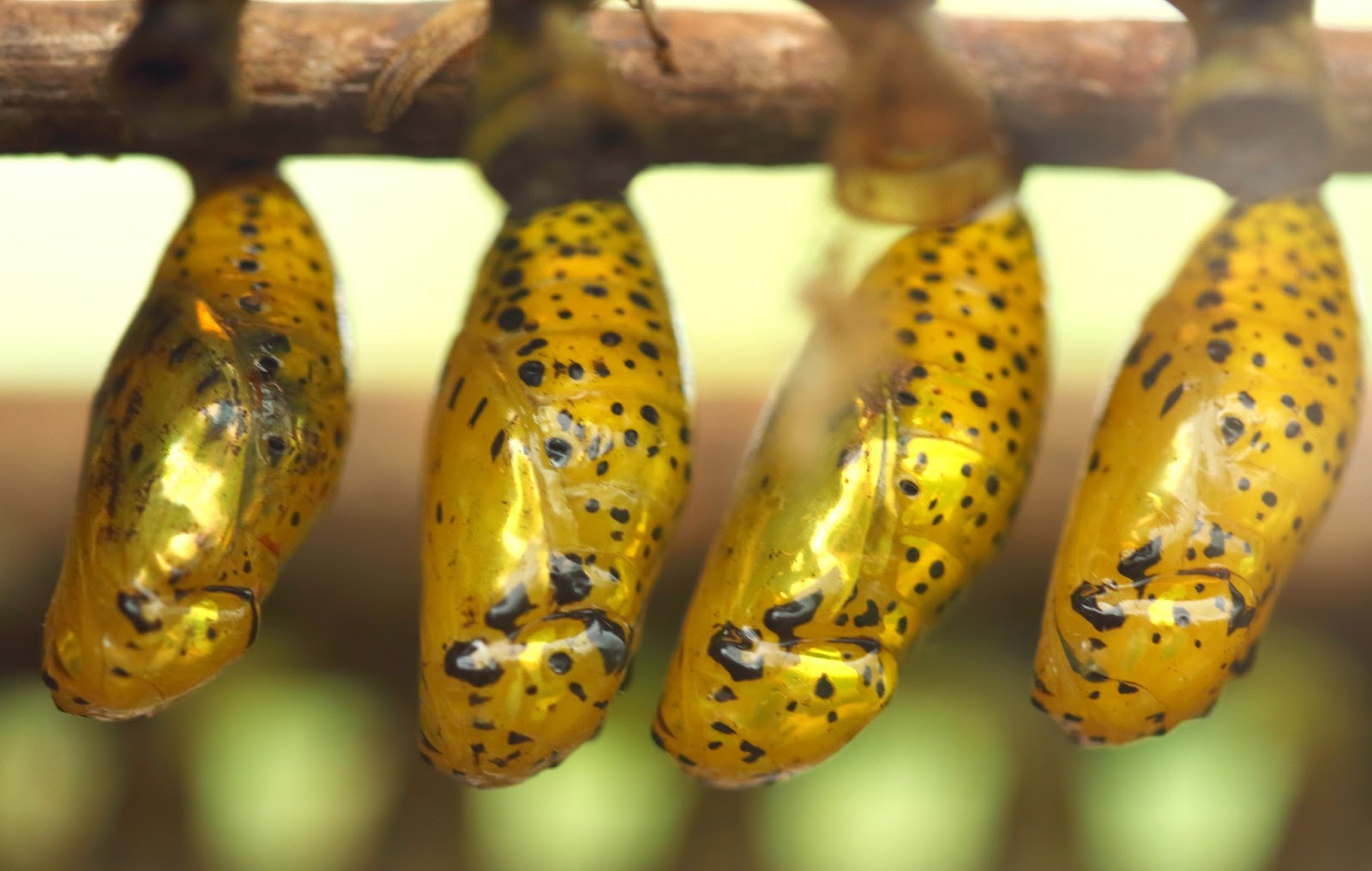 JJ's Photographic nature blog: Butterflies and The Bard.....