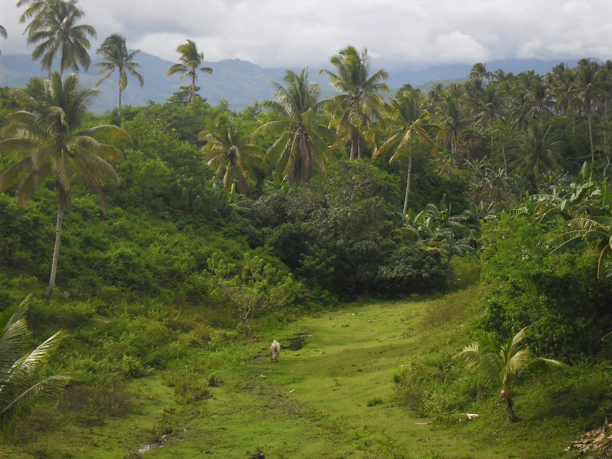 Davao Homes and Properties: Farm Lot - Paradise Embak, Paquibato ...