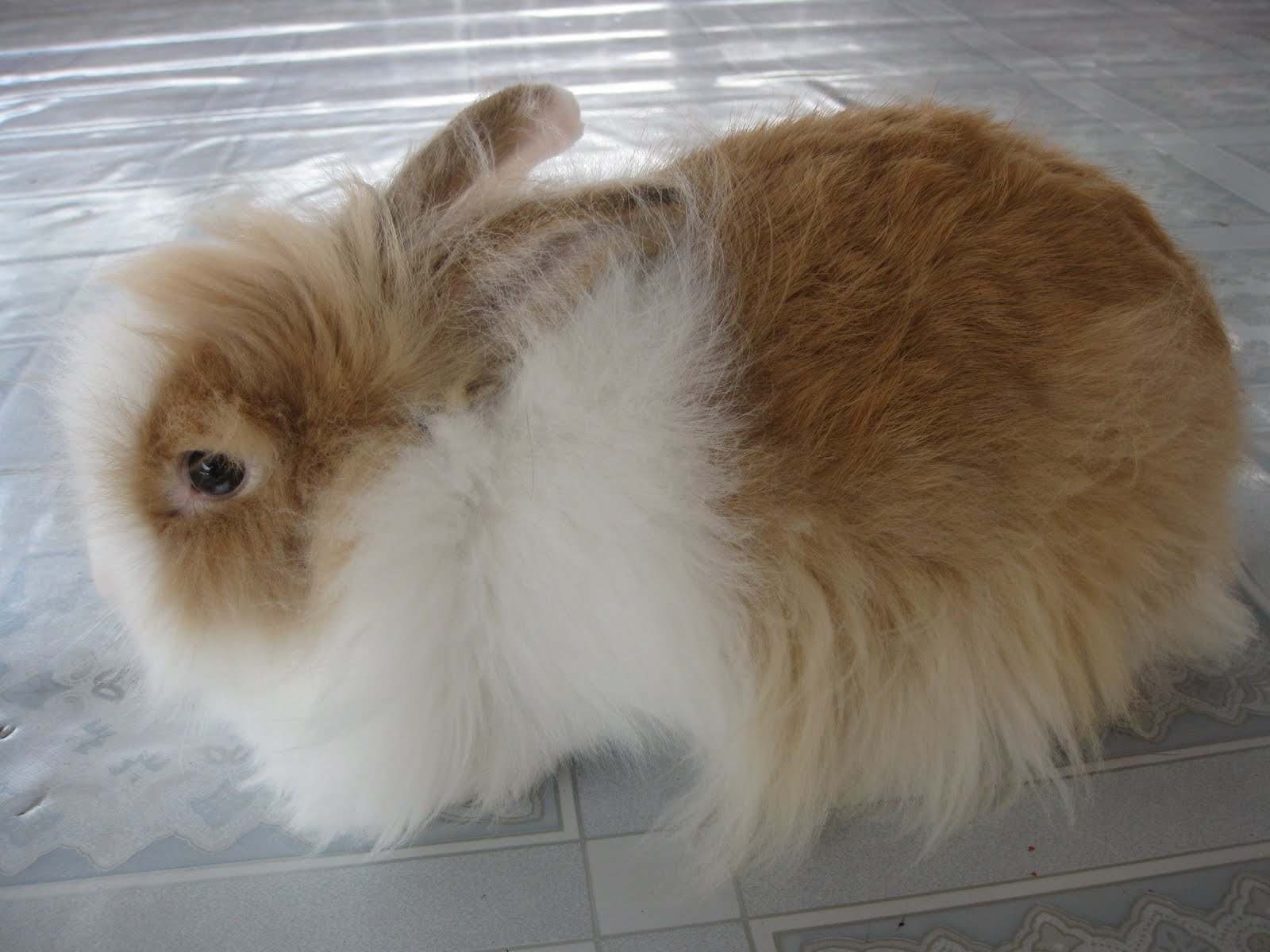 LADANG ARNAB BUKIT BADONG, SELANGOR - PUSAT PENJUALAN DAN PENTERNAKAN ...