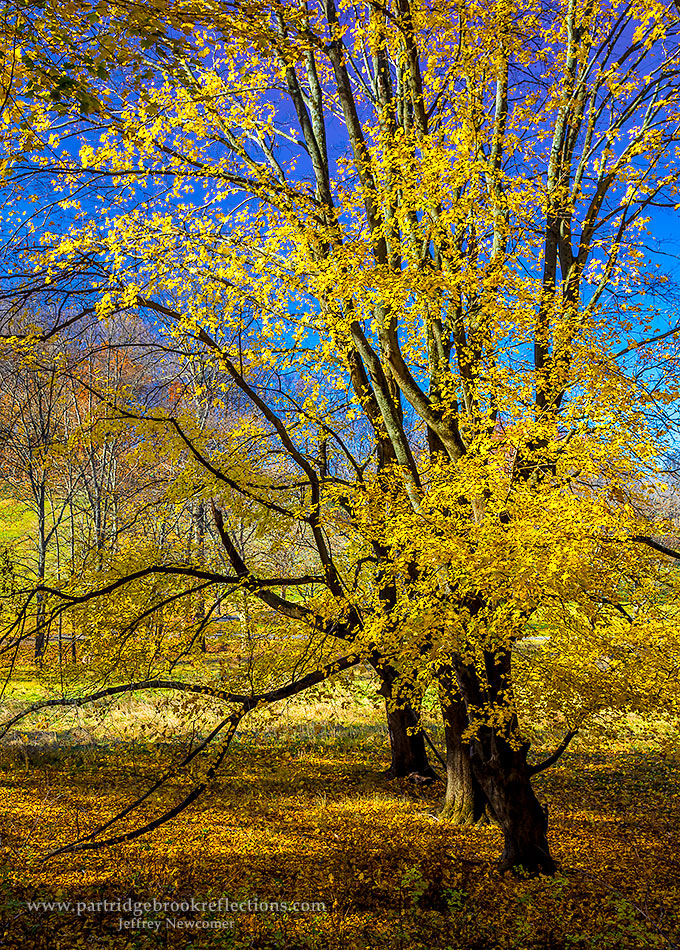 Getting it Right in the Digital Camera : November Photography