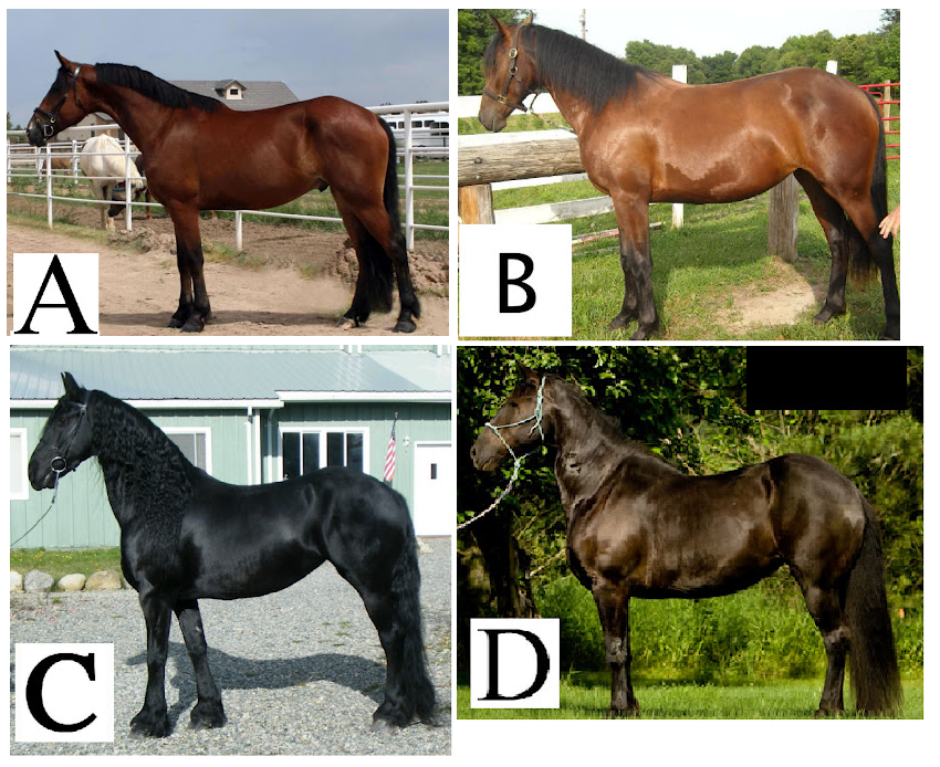 North Horse: Answers for Conformation Quiz: Friesian Sport Horses
