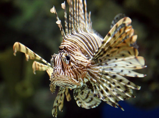 Lionfish | The Biggest Animals Kingdom