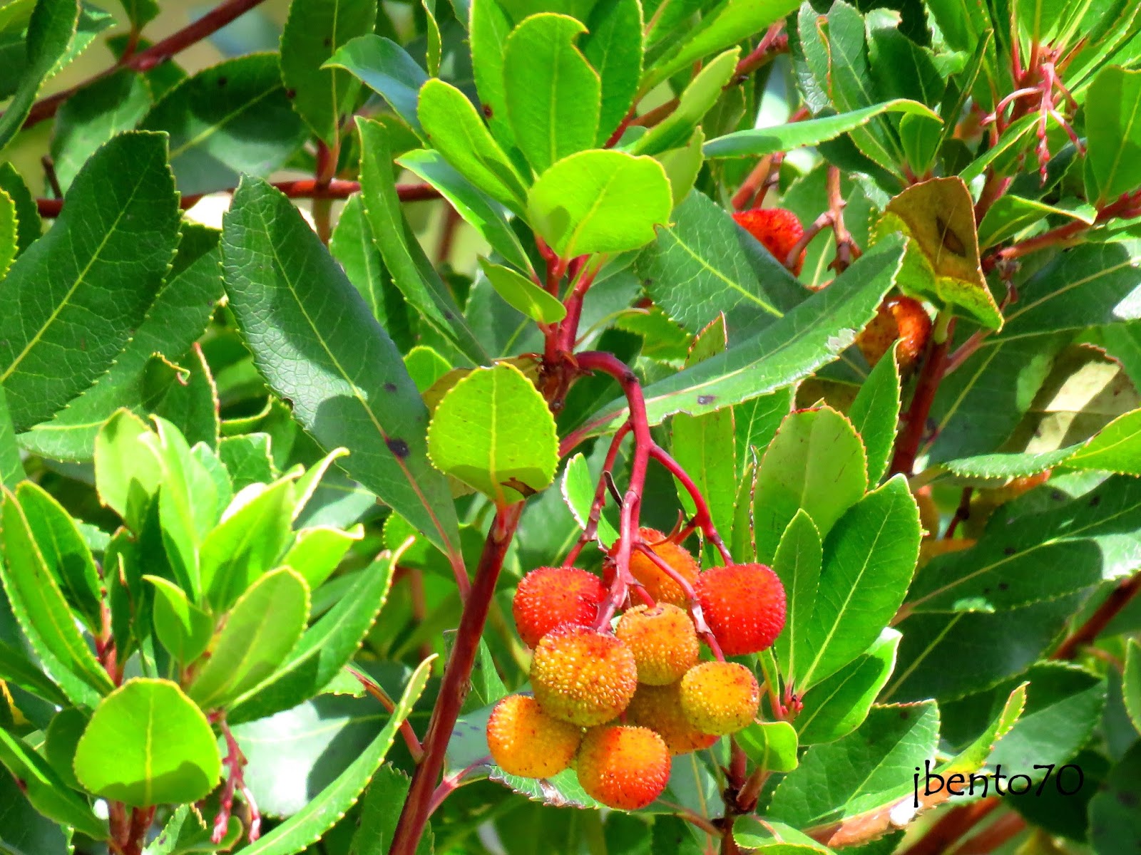 Birding Cascais: Medronheiro (Arbutus unedo L.) no Parque Natural de ...