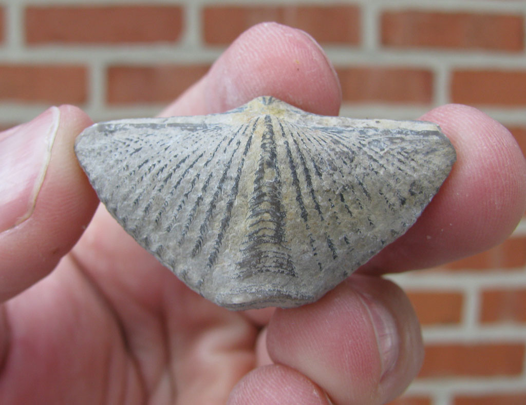 Views of the Mahantango: Mucrospirifer thedfordensis brachiopod from ...