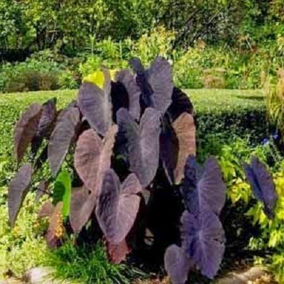Koleksi Tanaman Hias: Talas Hitam (Alocasia macrorhiza)