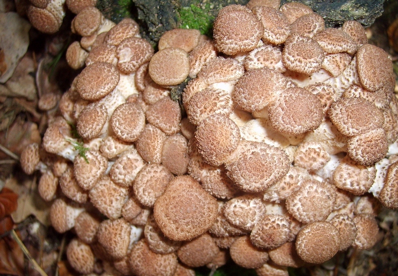 Maminek kulinarny: Opieńki w zalewie octowej