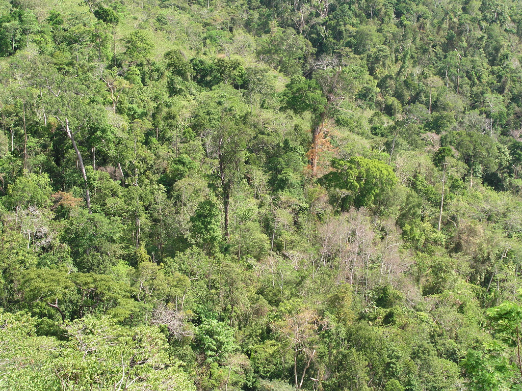 kaingin - philippin news collections