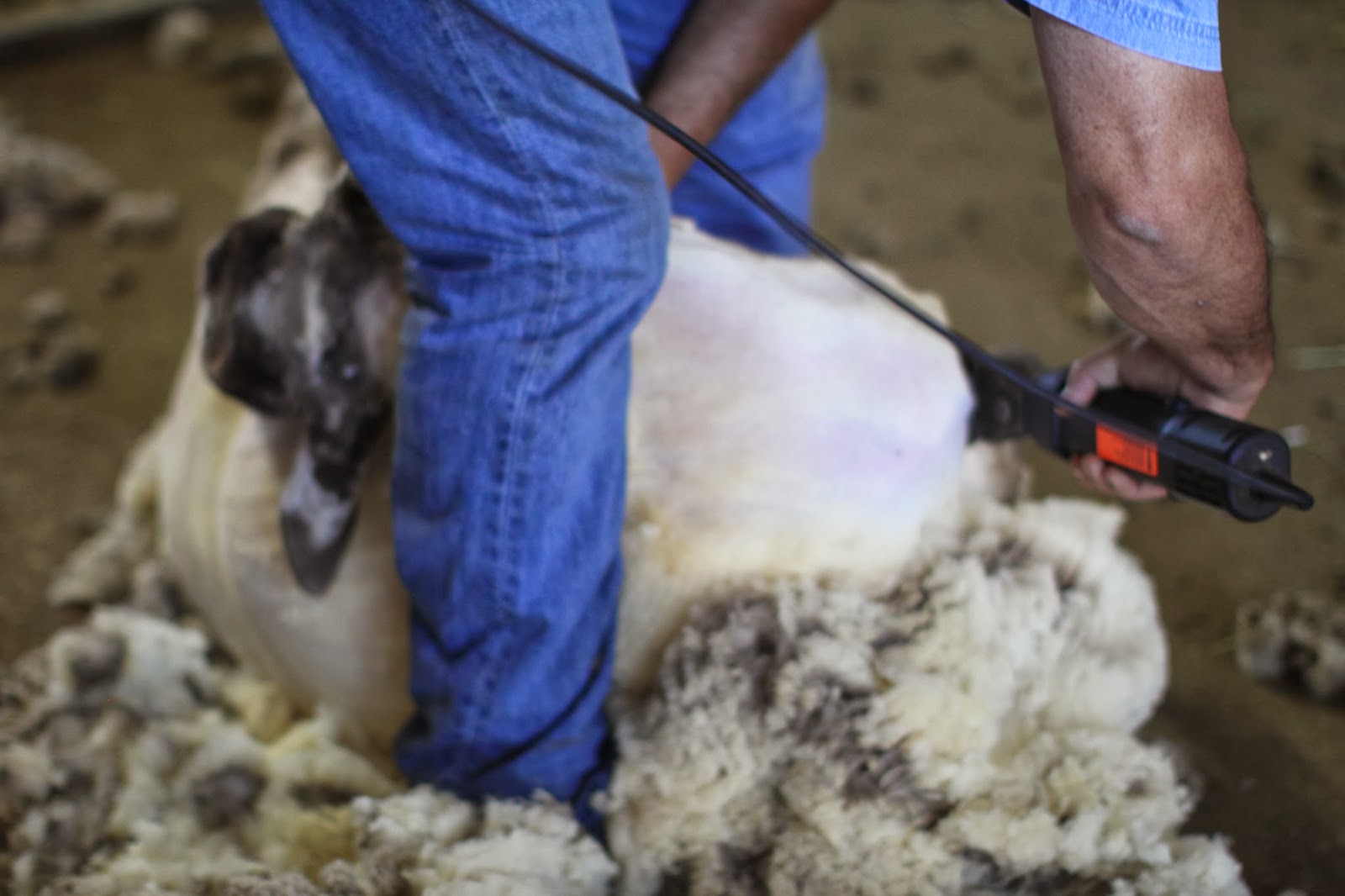 Salvation Sisters: A Visit to Pozzi Ranch and Grilled Pozzi Lamb Steaks