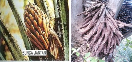 PMT Of Group Three: PRAKTIKUM 1 : BAGIAN - BAGIAN BUNGA TANAMAN KELAPA ...