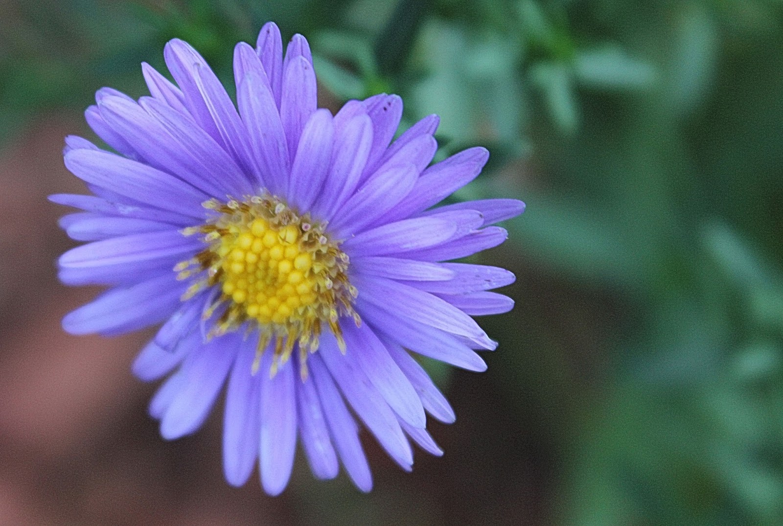 12 Photos Of Asters In My Garden