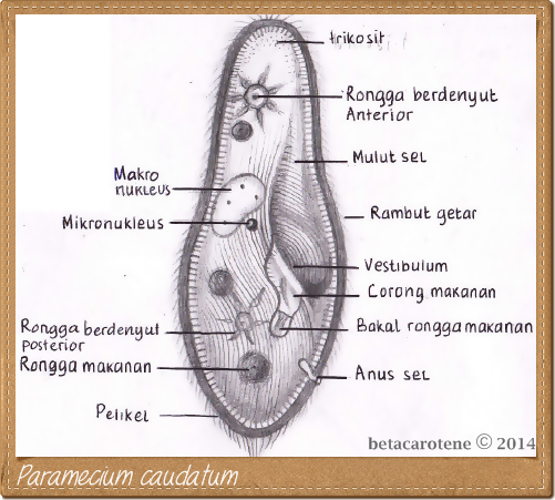 PROTOZOA SKETCH ~ Betacarotene