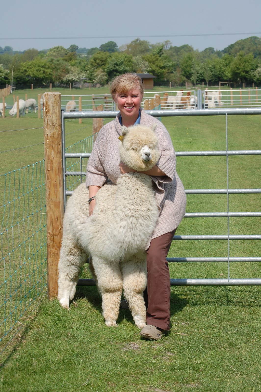Zanzibah Alpacas...where the future is Fine 'n' Fancy: Holiday Nick ...