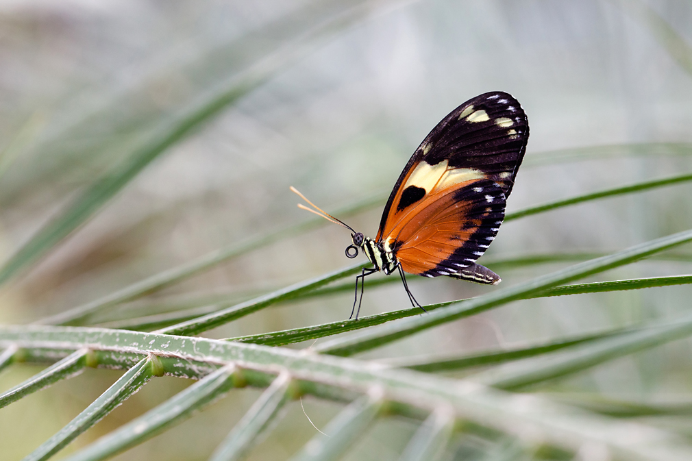phils photographic adventures: Chester Zoo Butterflies july 2012