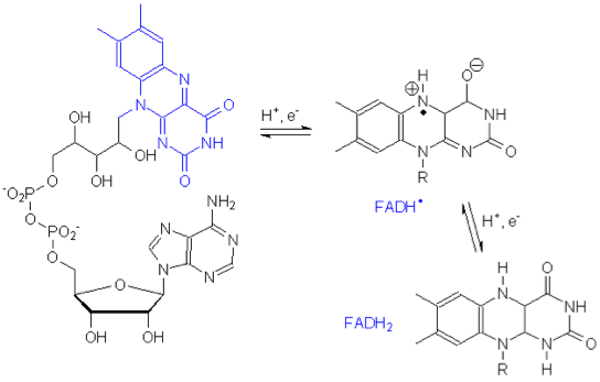 Coenzymes & Metabolism