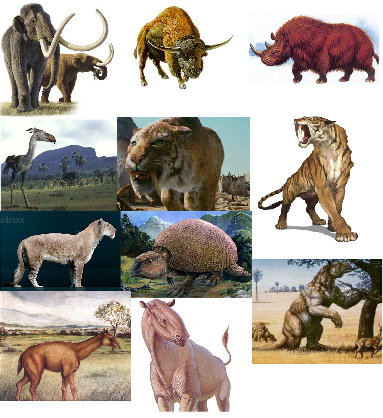 Lutas Animais: megafauna veja videos dos animais da megafauna