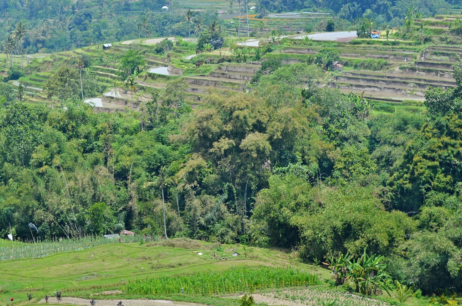 [Bali, Indonesia 2014] Lunch At Pacung Rice Terrace - Just An Ordinary Girl
