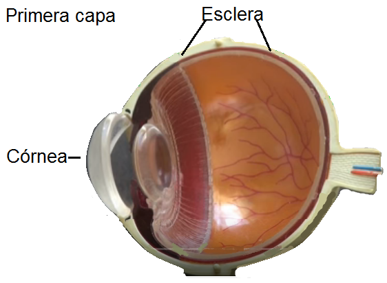 ERIKA ROJAS PORTILLA: ANATOMÍA DEL OJO HUMANO
