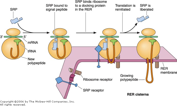 De Histology: Ribosomes