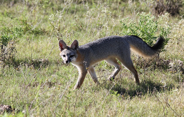 Big Bend - Texas Nature: fox-a-day #4