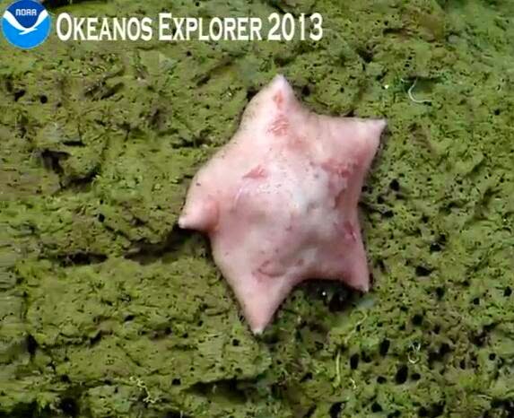 The Echinoblog: May 2014