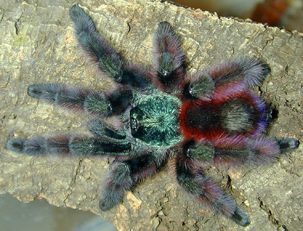 Diary of a Mad Pet Enthusiast: Species of the Day: Martinique Pinktoe ...