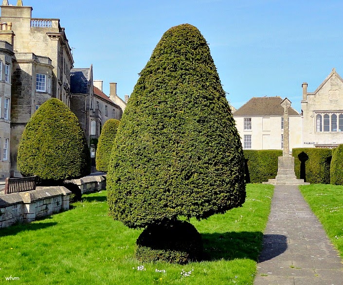 Where Five Valleys Meet: Yew Trees