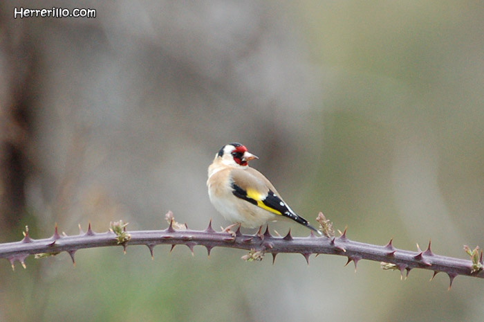 Birding Catalunya: Ruta per observar ocells al riu Garona (Vielha i ...