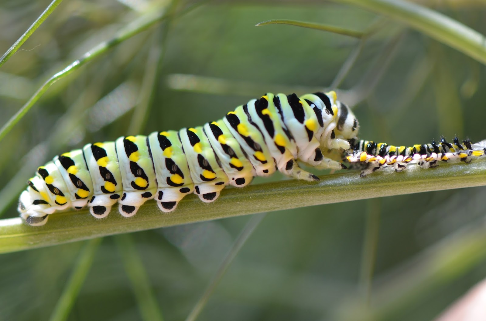 Urban Wildlife Guide: Growing Caterpillar