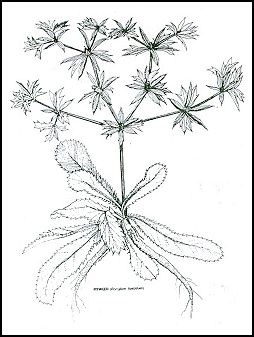 AgroNegocios: El Culantro Coyote,Cilantro Ancho (Eryngium Foetidum ...