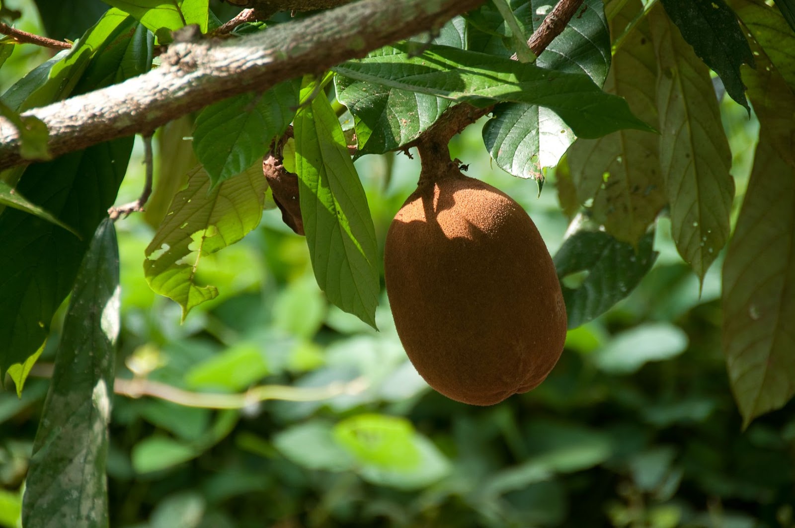 COPOAZÚ (Theobroma grandiflorum)