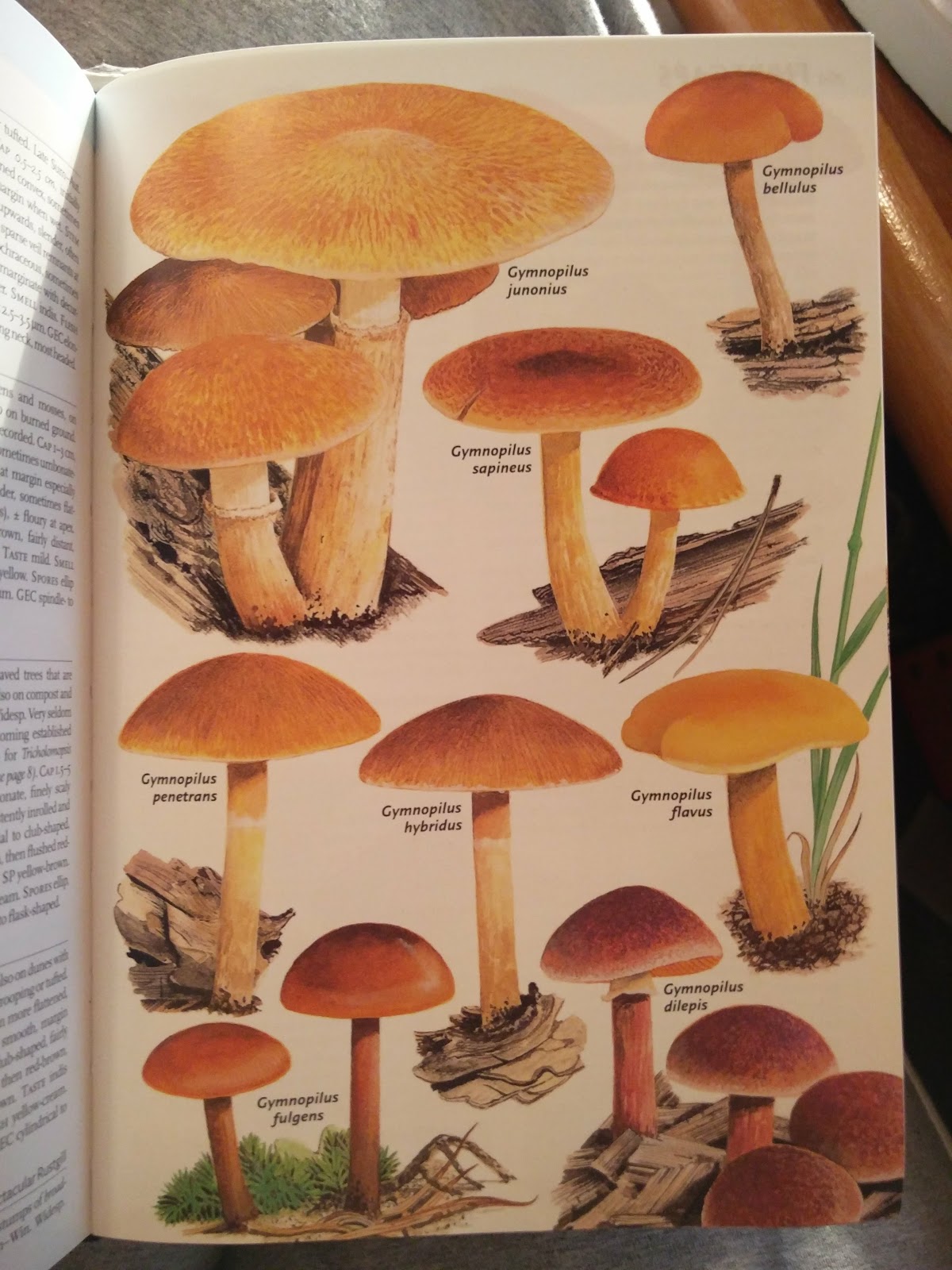 Misidentifying Fungi: Graffham Common Fungus Walk