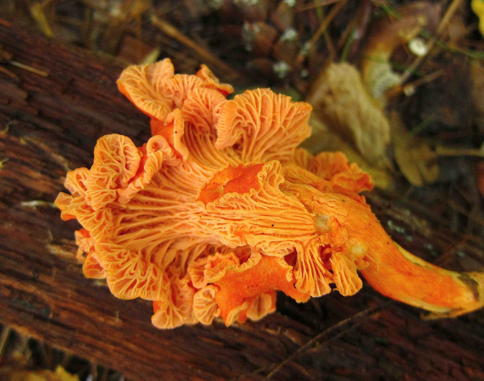 Saratoga woods and waterways: More Moreau Mushrooms