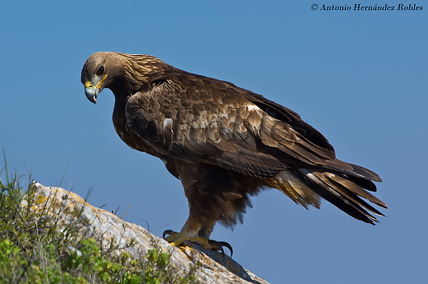 Fotografia de Vida Salvaje - Wildlife Photography: AGUILA REAL (aquila ...