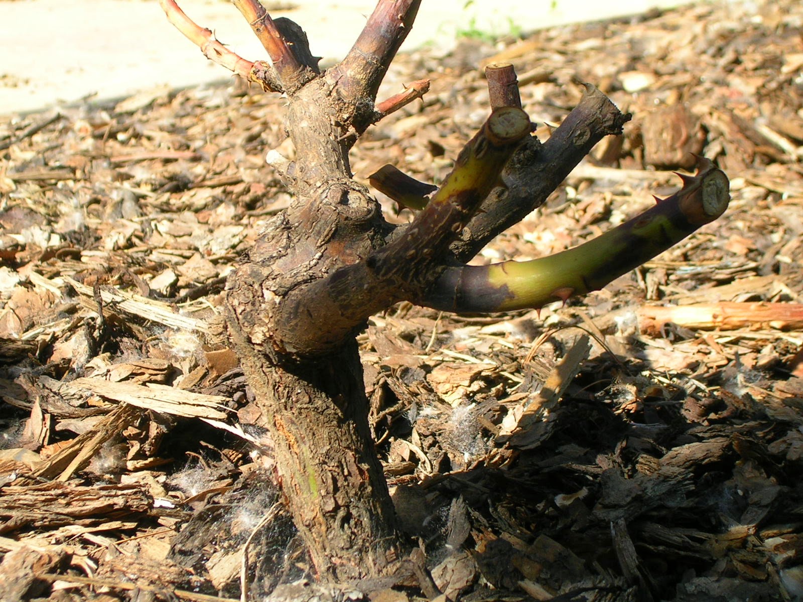 Garden with Betty Cahill: Count your Losses, Prepare to Shop