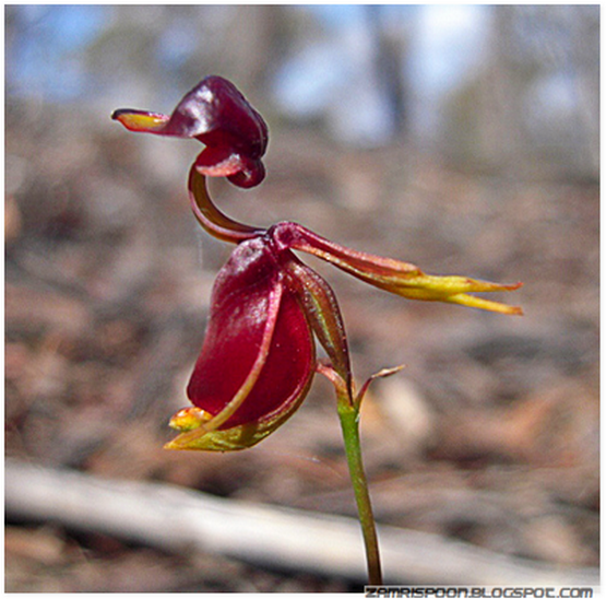 Pelik ! Bunga Orkid Yang Sangat Unik Menyerupai Itik ~ zamrispoon