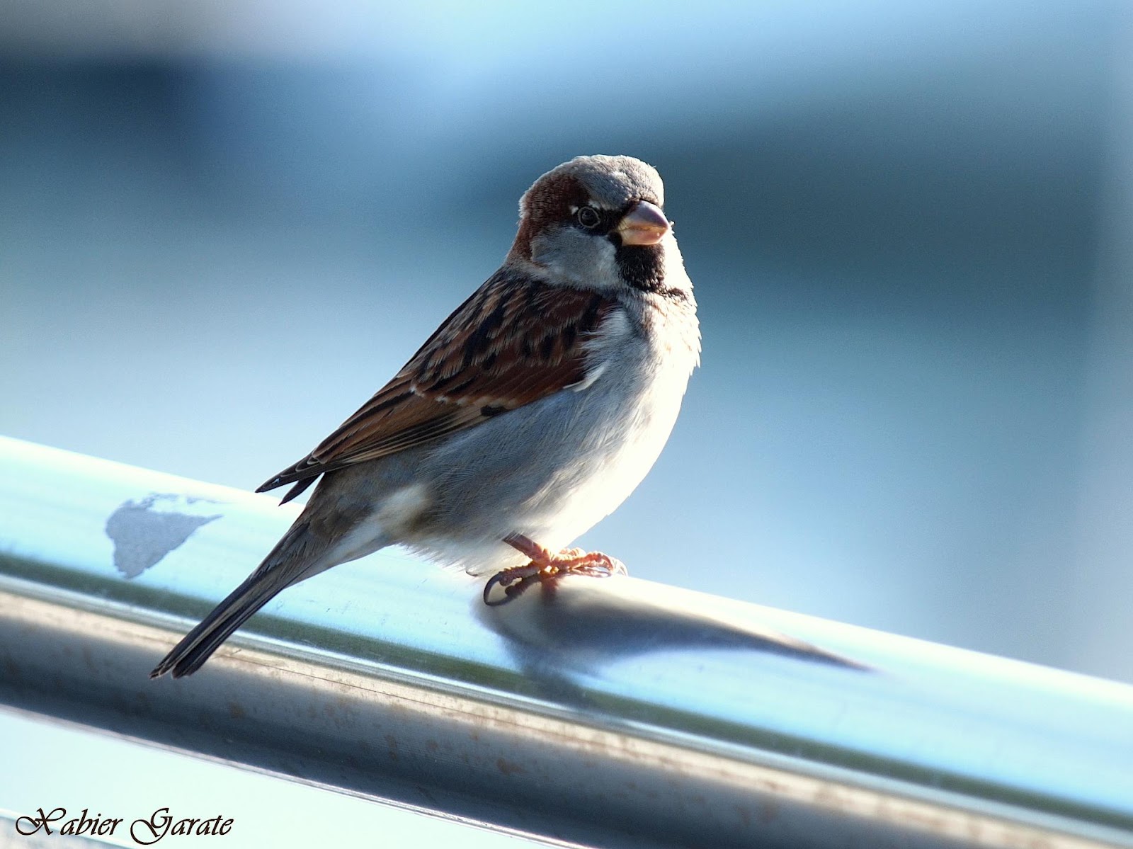 HEGAZTIKLIK: GORRIÓN COMÚN (Passer domesticus)